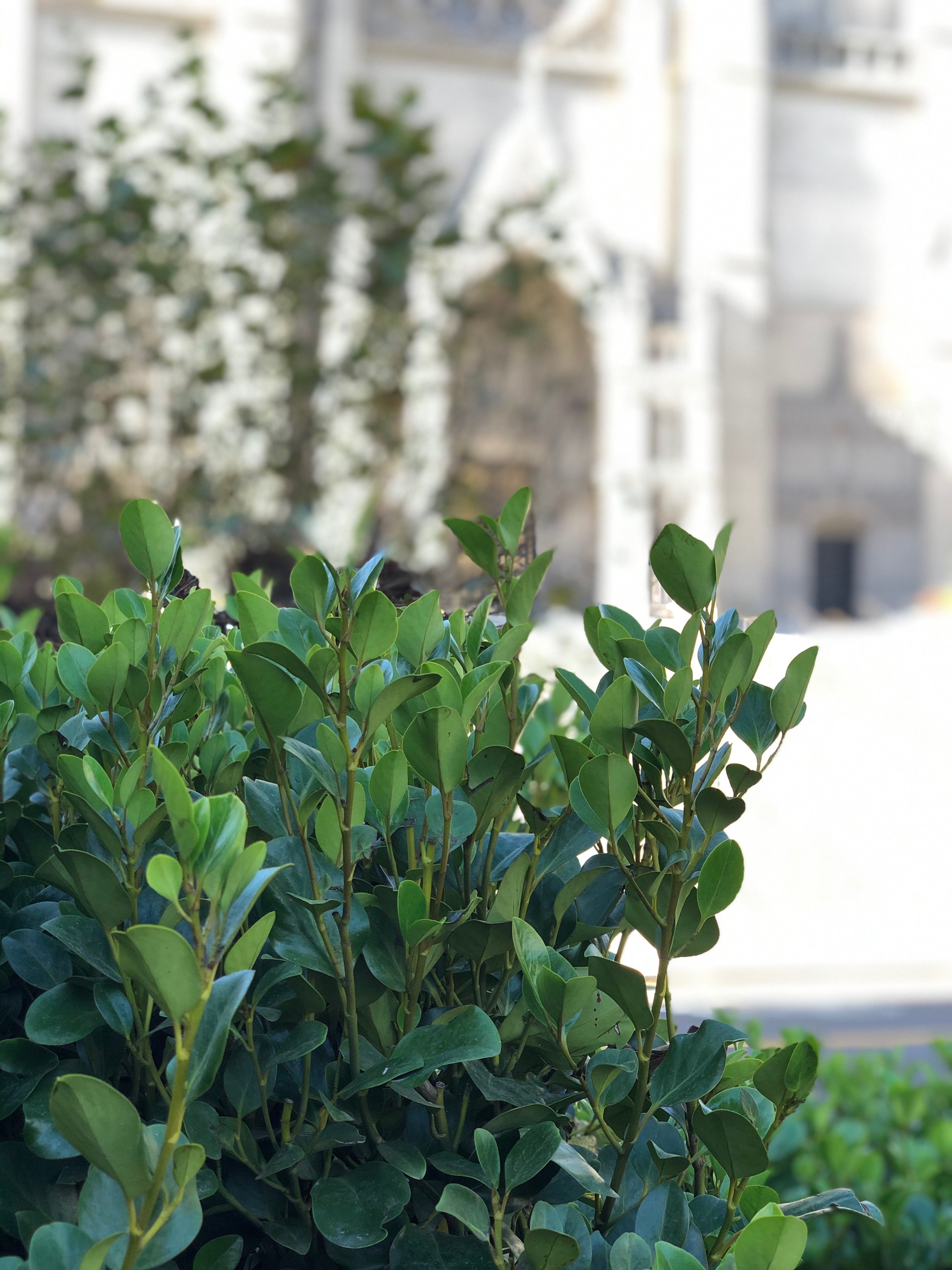 Green – Color Poem – Julie Anne Taylor